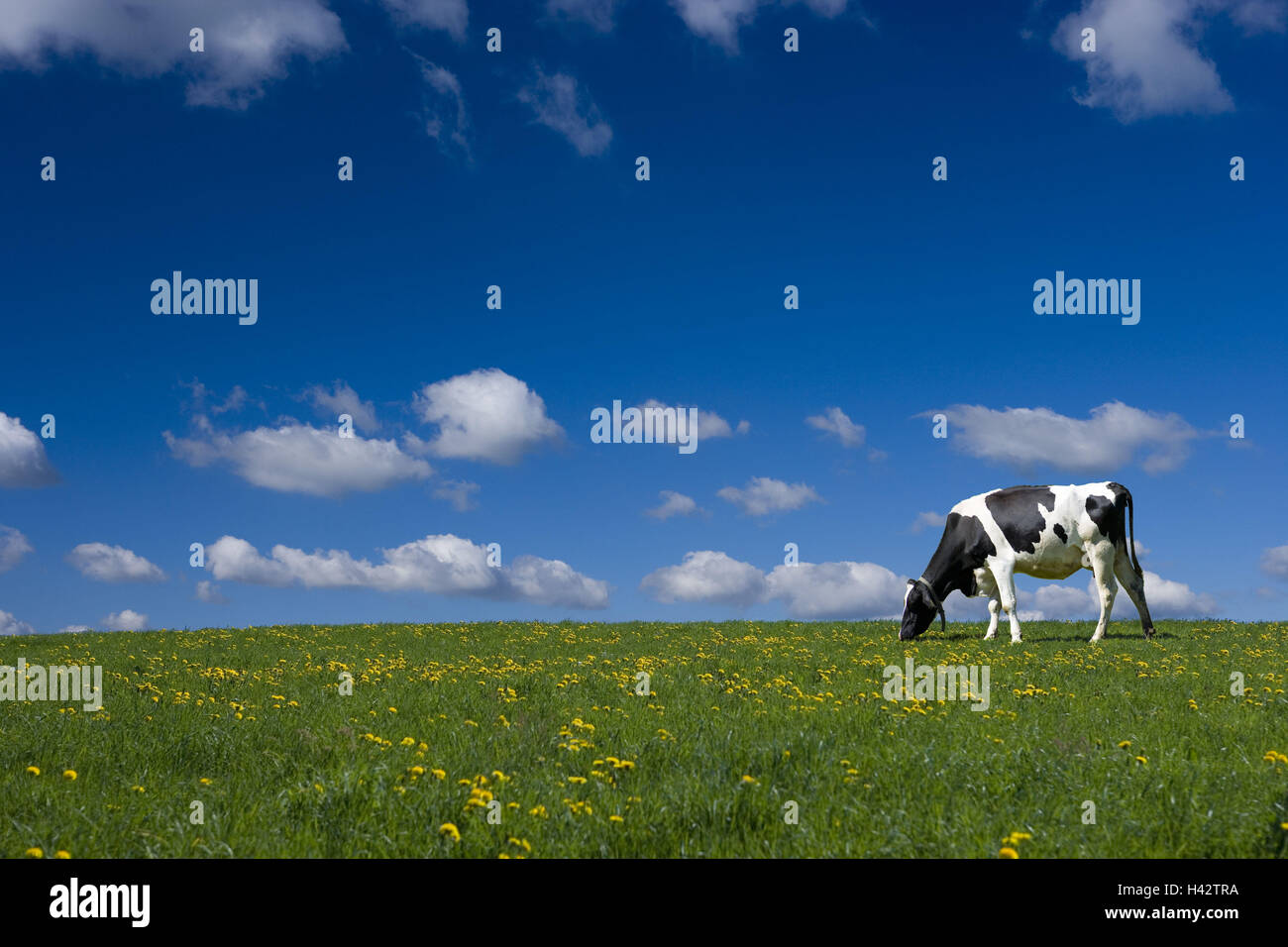 Cow spring hi-res stock photography and images - Alamy