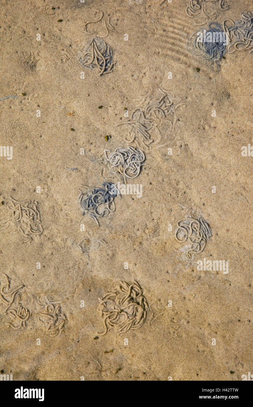 The North Sea, watt, low tide, watt worms, tracks Stock Photo - Alamy