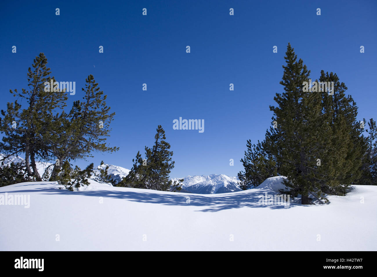 Switzerland, Graubuenden, kiln pass, 'Val Müstair', mountain pinewood ...