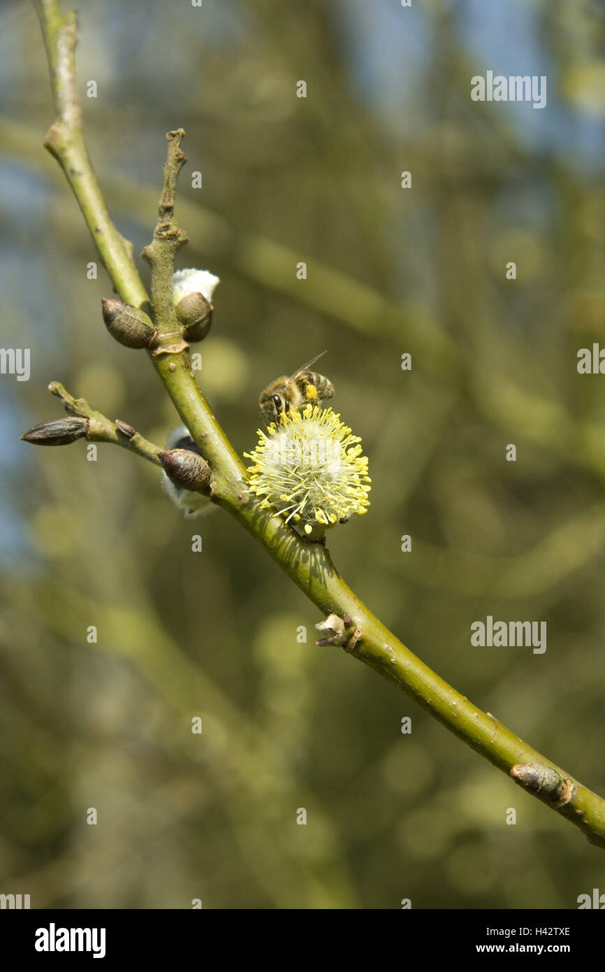 Willow tree, Salix spec., detail, branch, flower kitten, honeybee, Apis ...