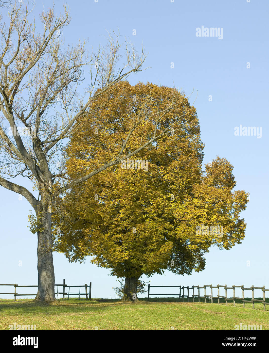 Field margin, fence, summer lime-tree, Tilia, platyphyllos, aspen ...