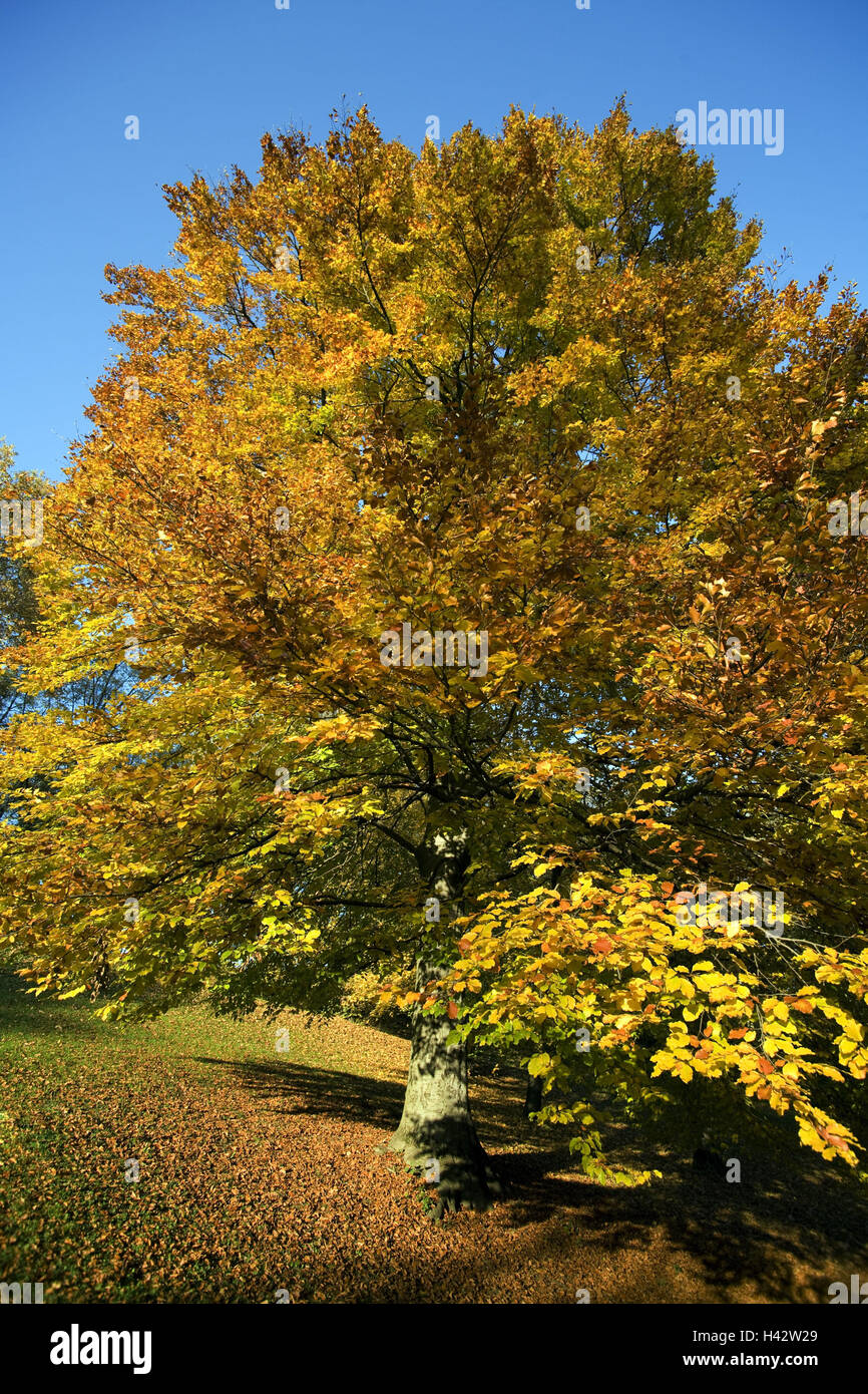 Broad-leaved tree, autumn Stock Photo - Alamy