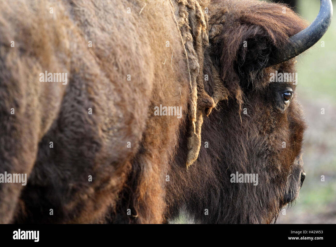 Bull head side view hi-res stock photography and images - Alamy