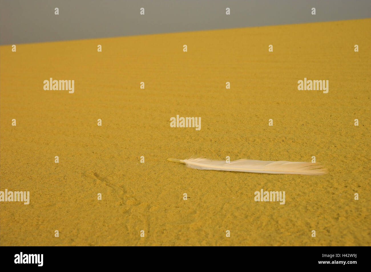 Feather in sand medium hi-res stock photography and images - Alamy