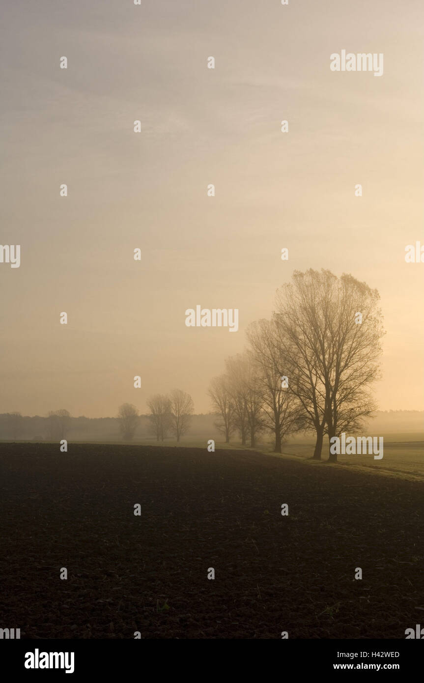Nature, scenery, black alders, agriculture Stock Photo - Alamy