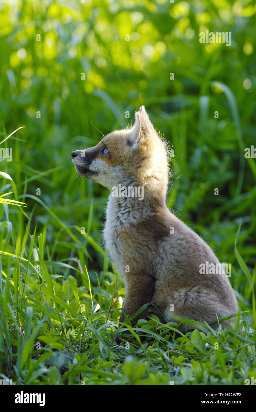 Side view of fox hi-res stock photography and images - Alamy