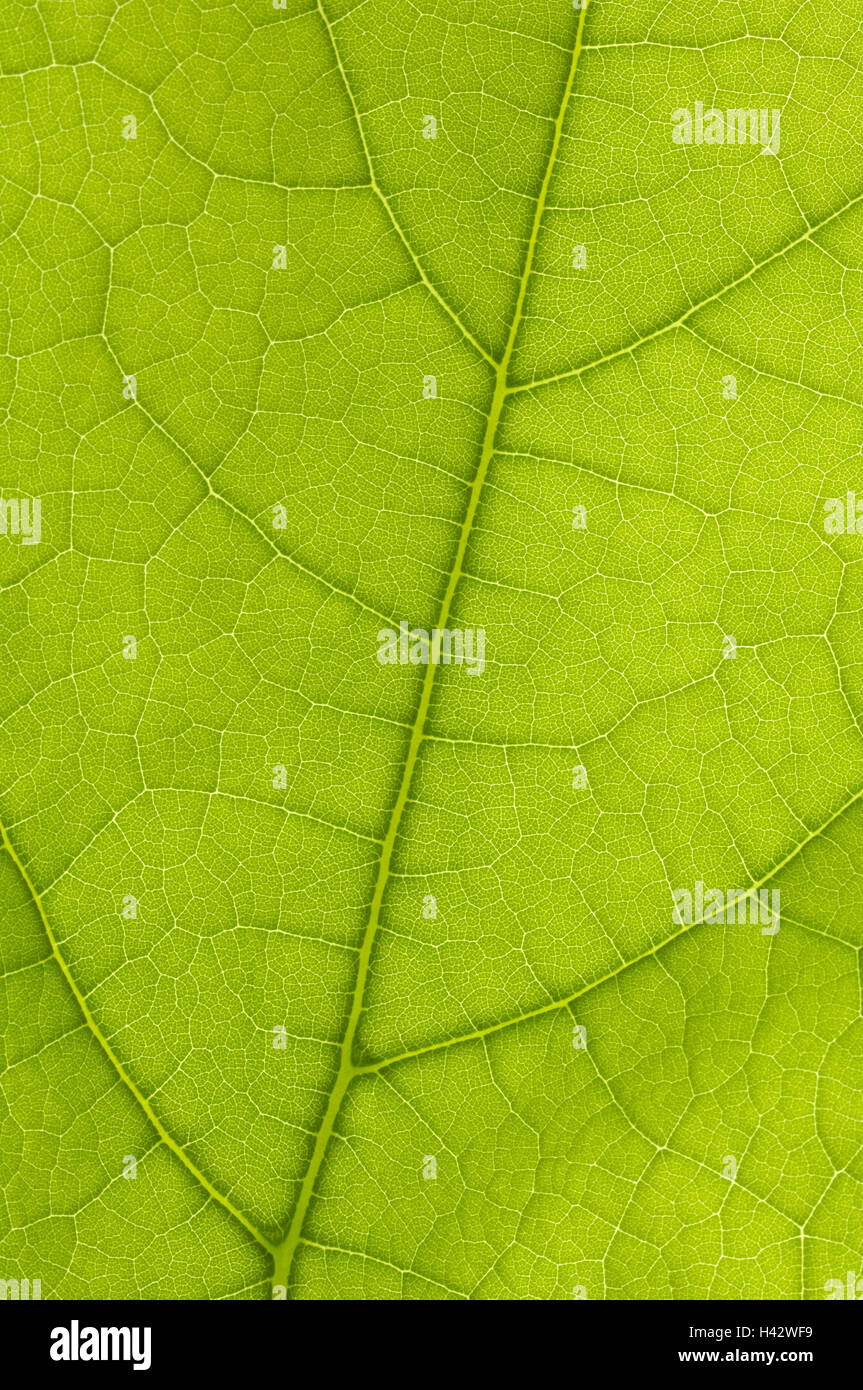 Leaves, medium close-up Stock Photo - Alamy