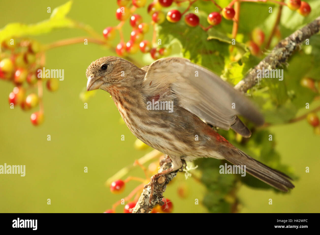 A female House Finch fluttering among berries Stock Photo - Alamy