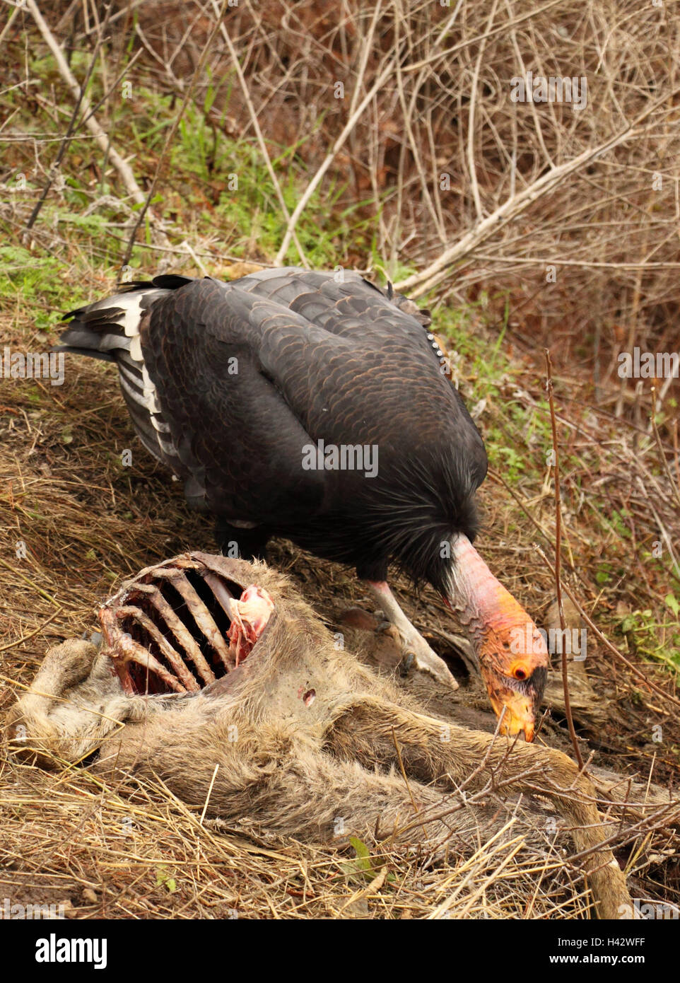 California condor feeding hi-res stock photography and images - Alamy