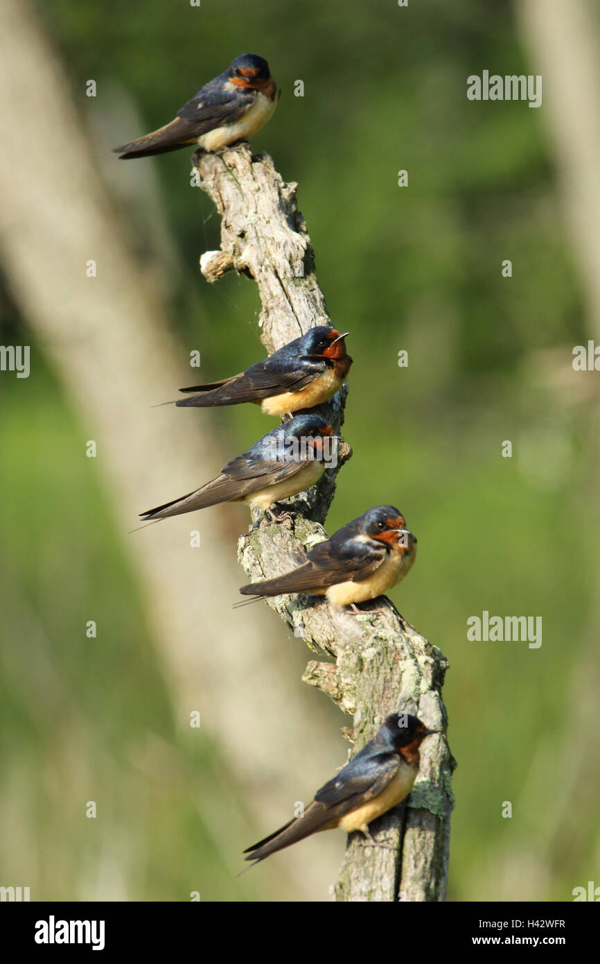 Barn swallow flock hi-res stock photography and images - Alamy