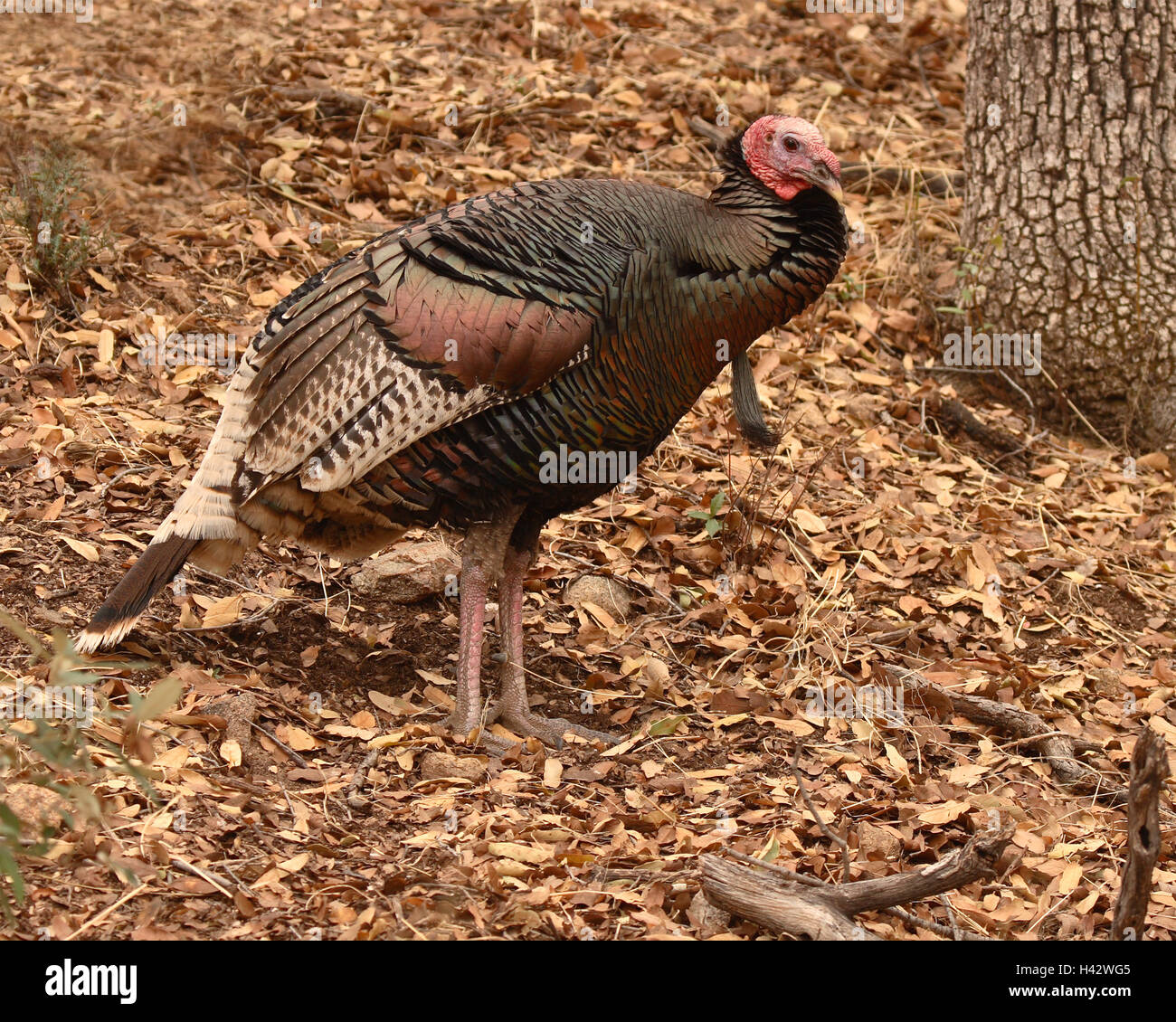 A Wild Turkey tom in southwestern woodlands Stock Photo - Alamy