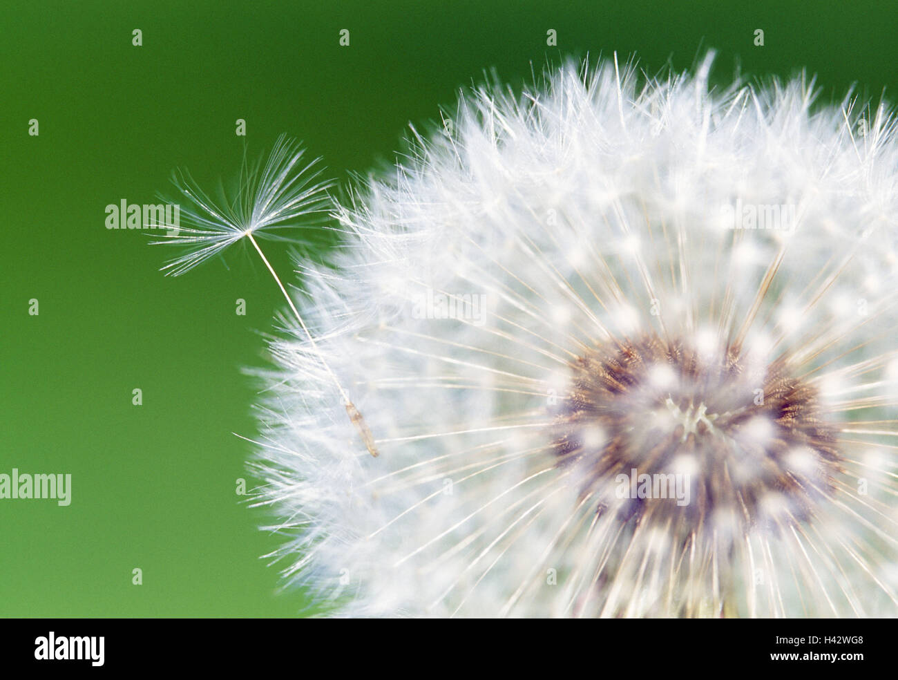 Common dandelion, Taraxacum officinale, puff's flower Stock Photo - Alamy