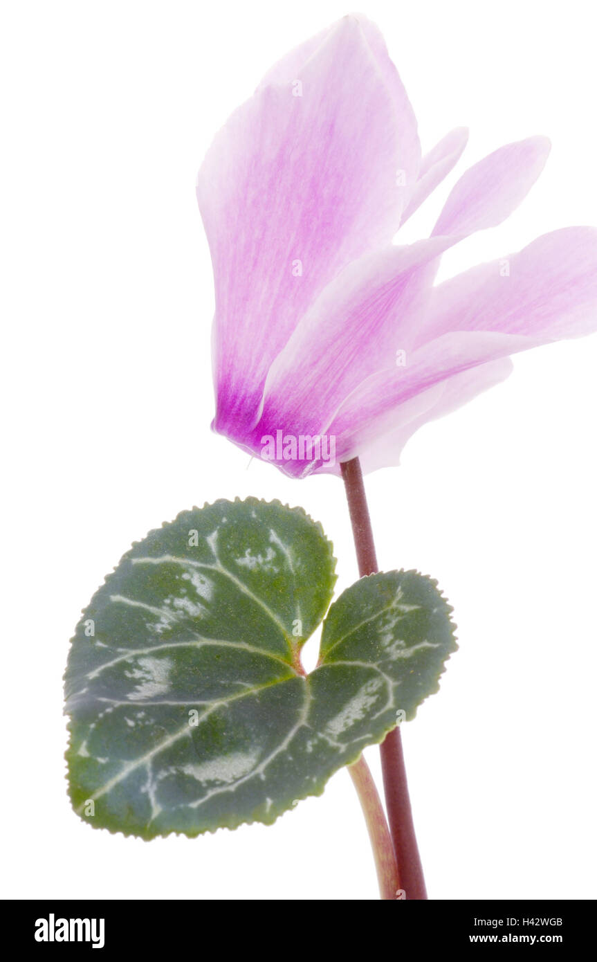 Persicum hi-res stock photography and images - Alamy