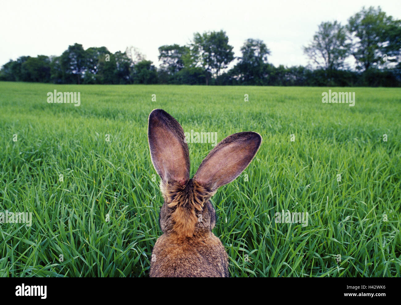 Breeding hare hi-res stock photography and images - Alamy