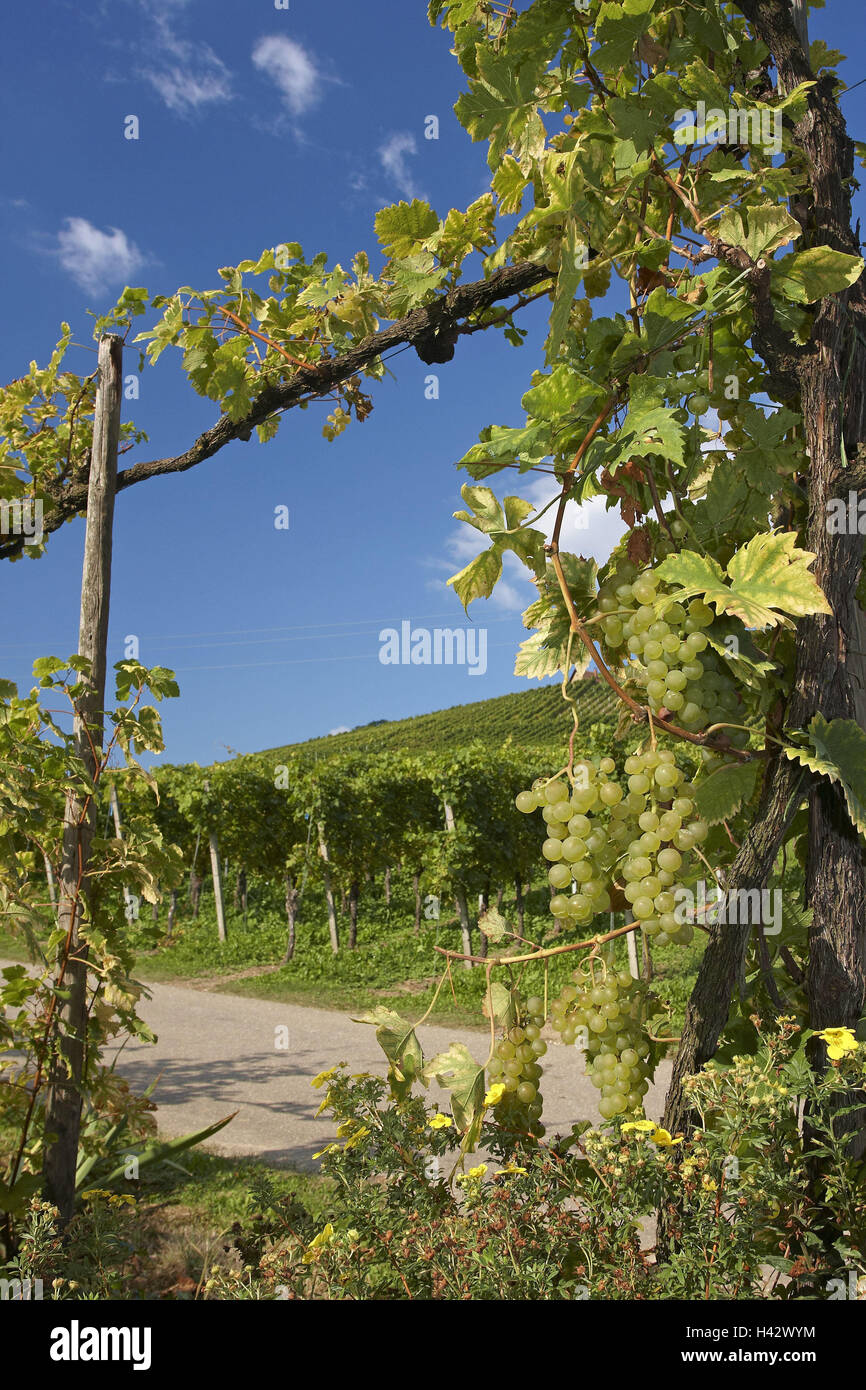 Germany, Baden-Wurttemberg, Black Forest, Mülheim, Roman's mountain ...