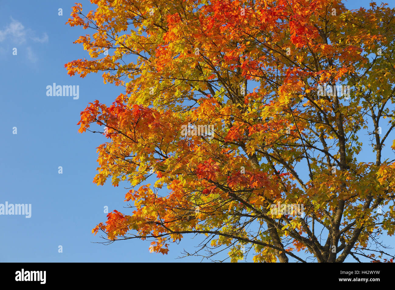 Broad-leaved tree, maple, autumn foliage, detail, nature, plant, botany ...