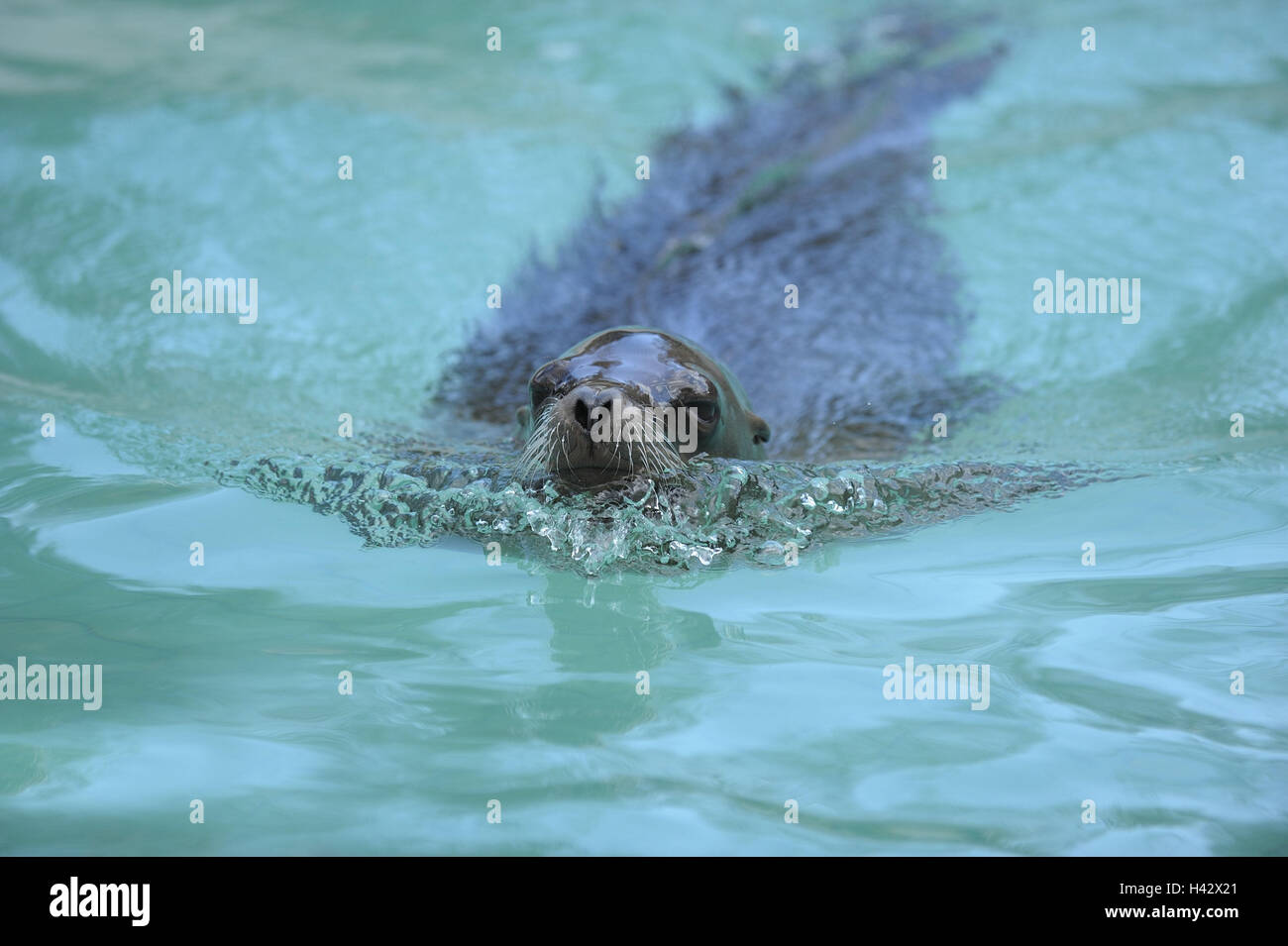 Water, sea lion, swims, portrait, zoo, water cymbal, animals, wild ...