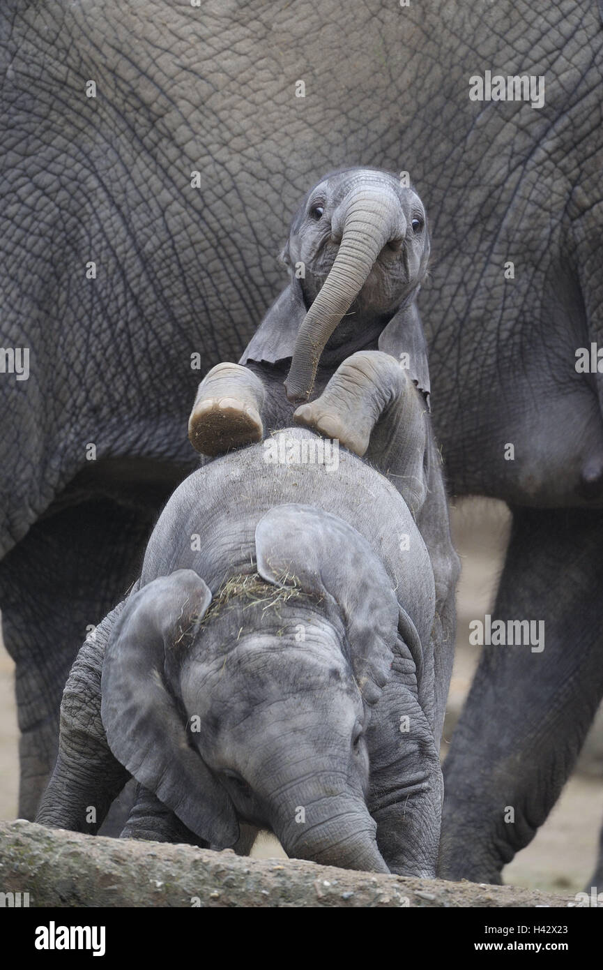 African elephants, Loxodonta africana, young animals, playing, zoo ...