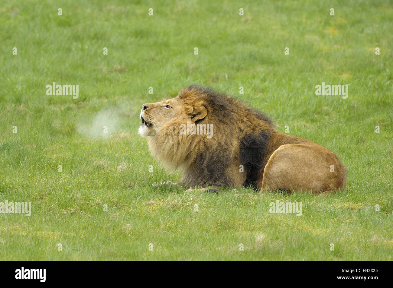 Meadow, African lion, Panthera leo, male, roaring, breathing clouds ...