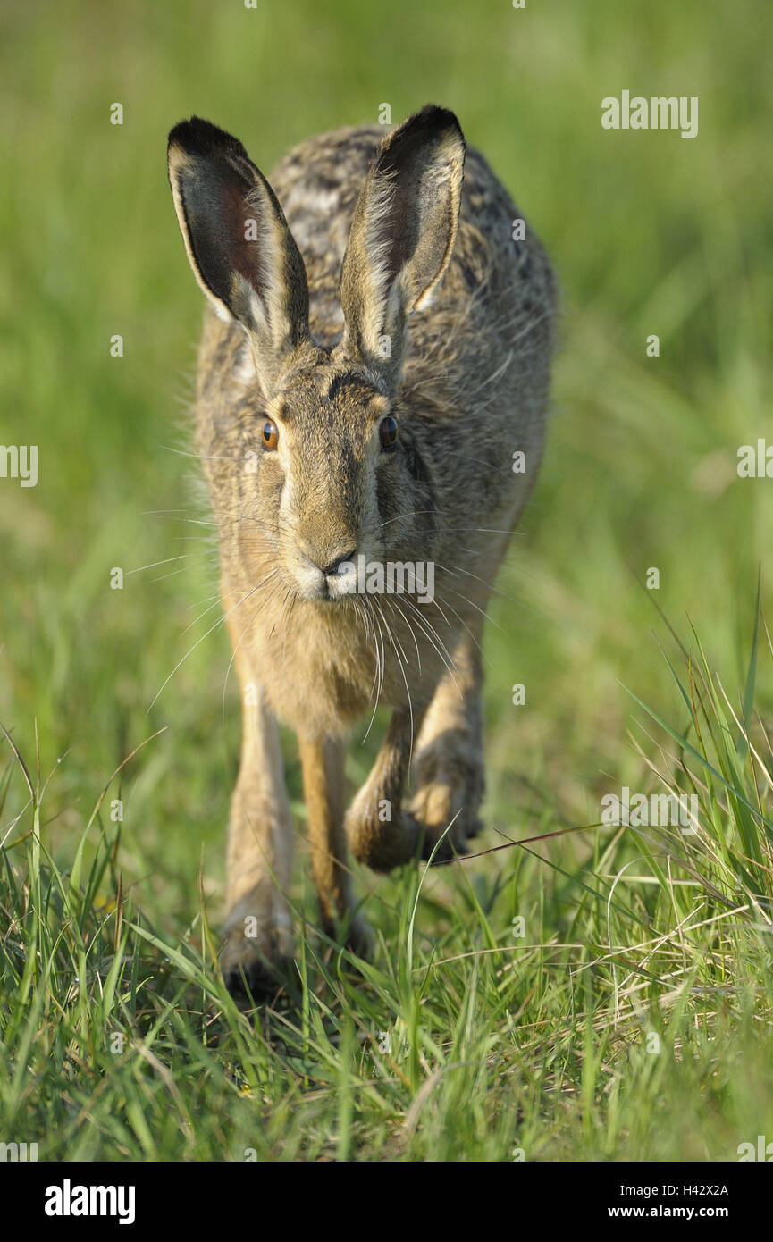 Meadow, field hare, Lepus europaeus, run, grass, animals, wild animals ...