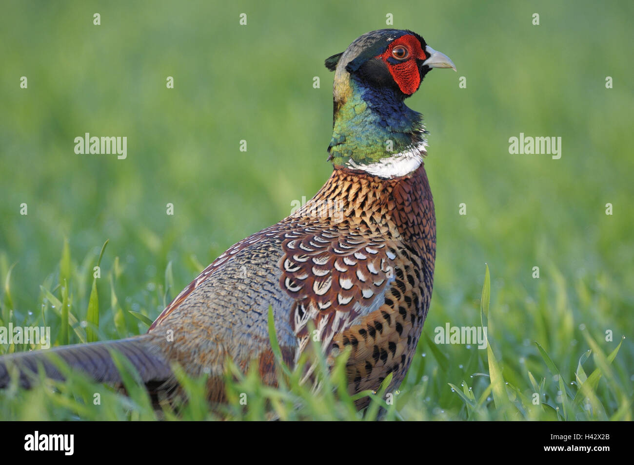 Meadow, hunting pheasant, Phasianus colchicus, manly, grass, animals ...