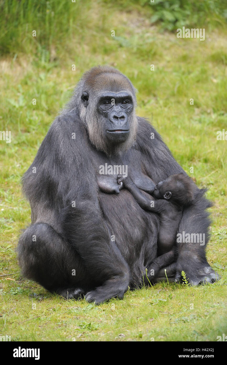 Plain gorilla, gorilla gorilla gorilla, female, young animal, nurse ...