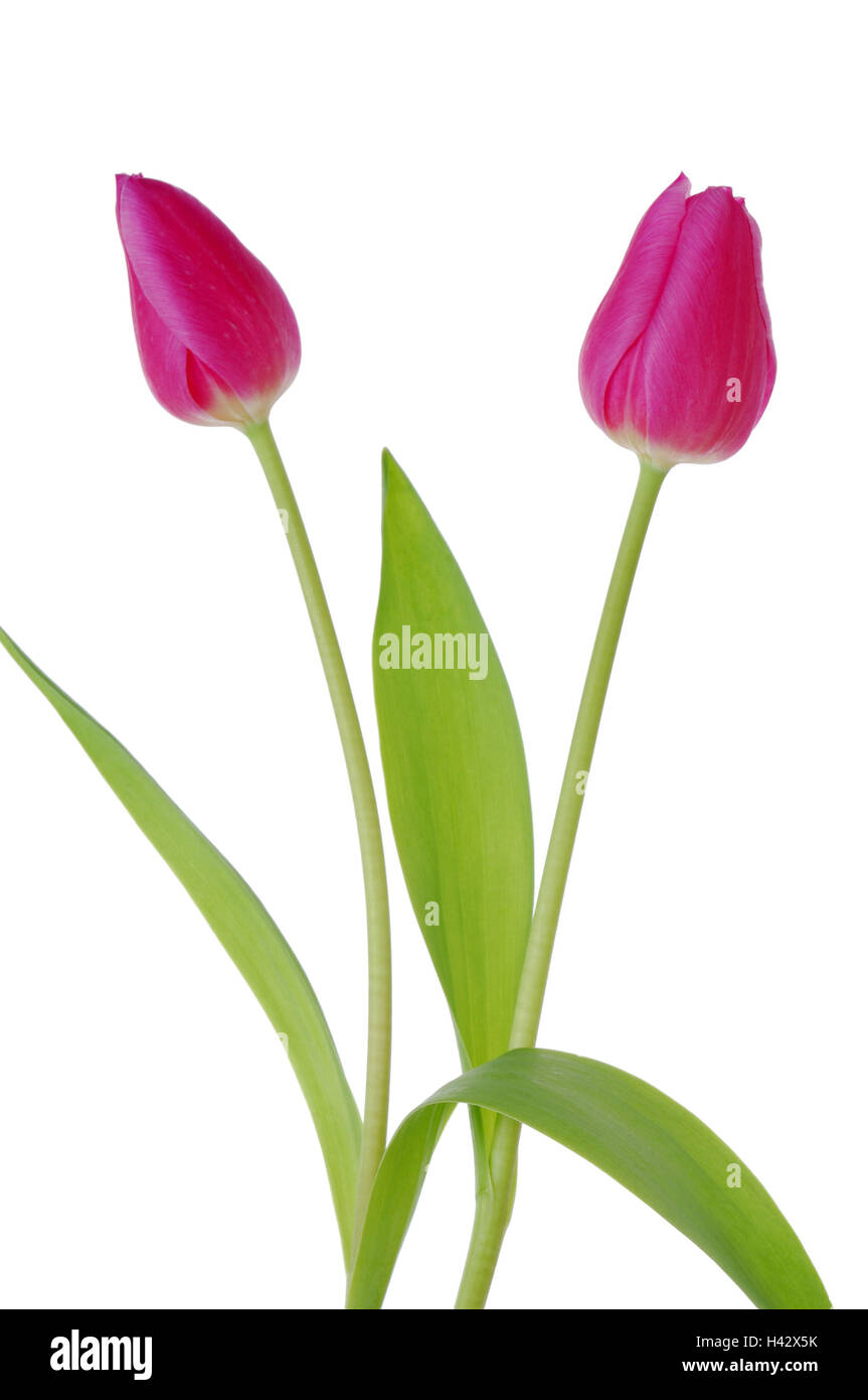 Two cut pink tulips hi-res stock photography and images - Alamy