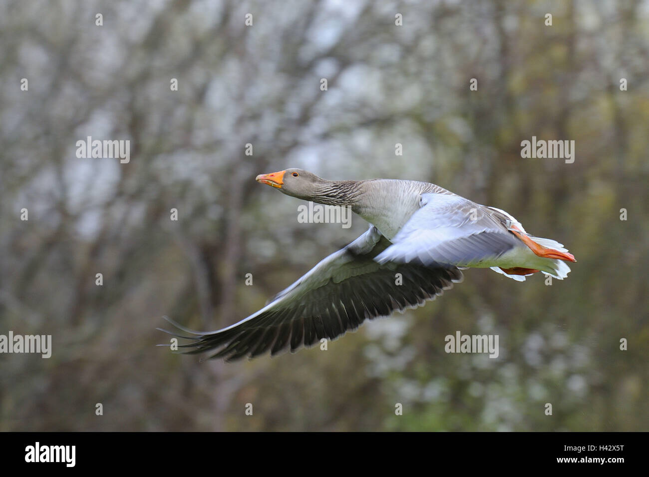 Greylag goose, fly, side view Stock Photo - Alamy