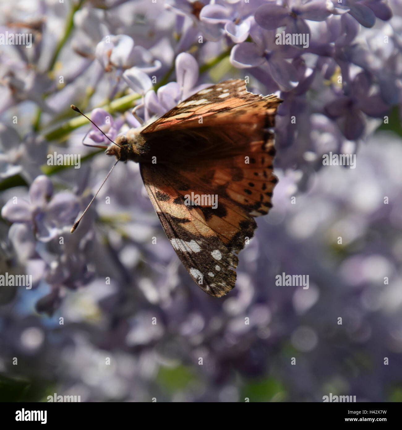 Butterfly rash on lilac colors. Insect pollinators. Butterfly urticaria ...