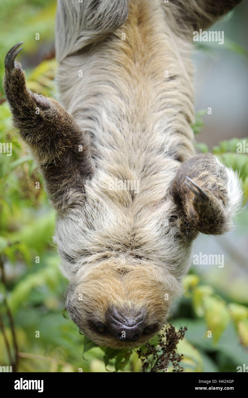 Finger claws hi-res stock photography and images - Alamy