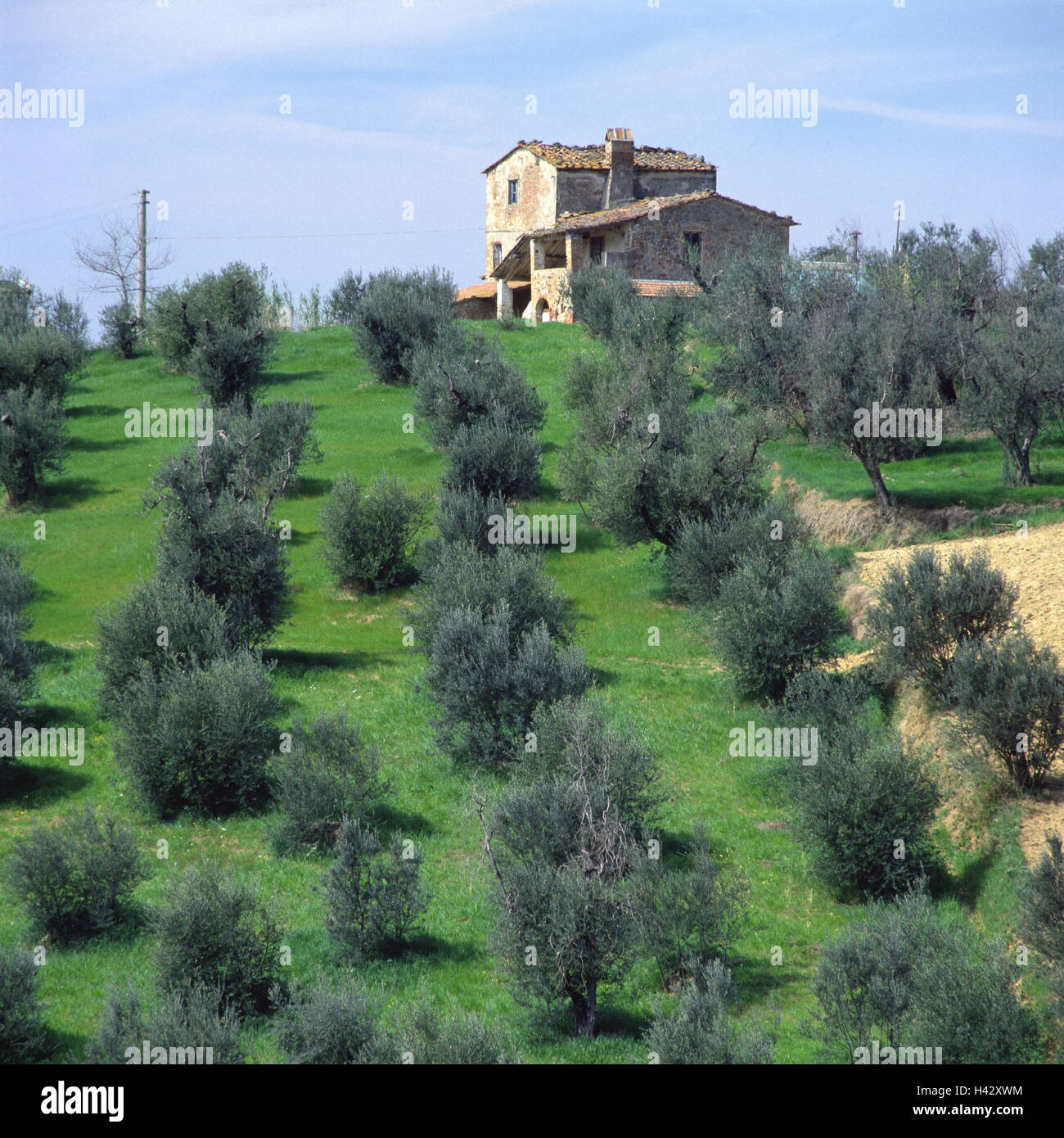 Olive trees grove stone house hi-res stock photography and images - Alamy