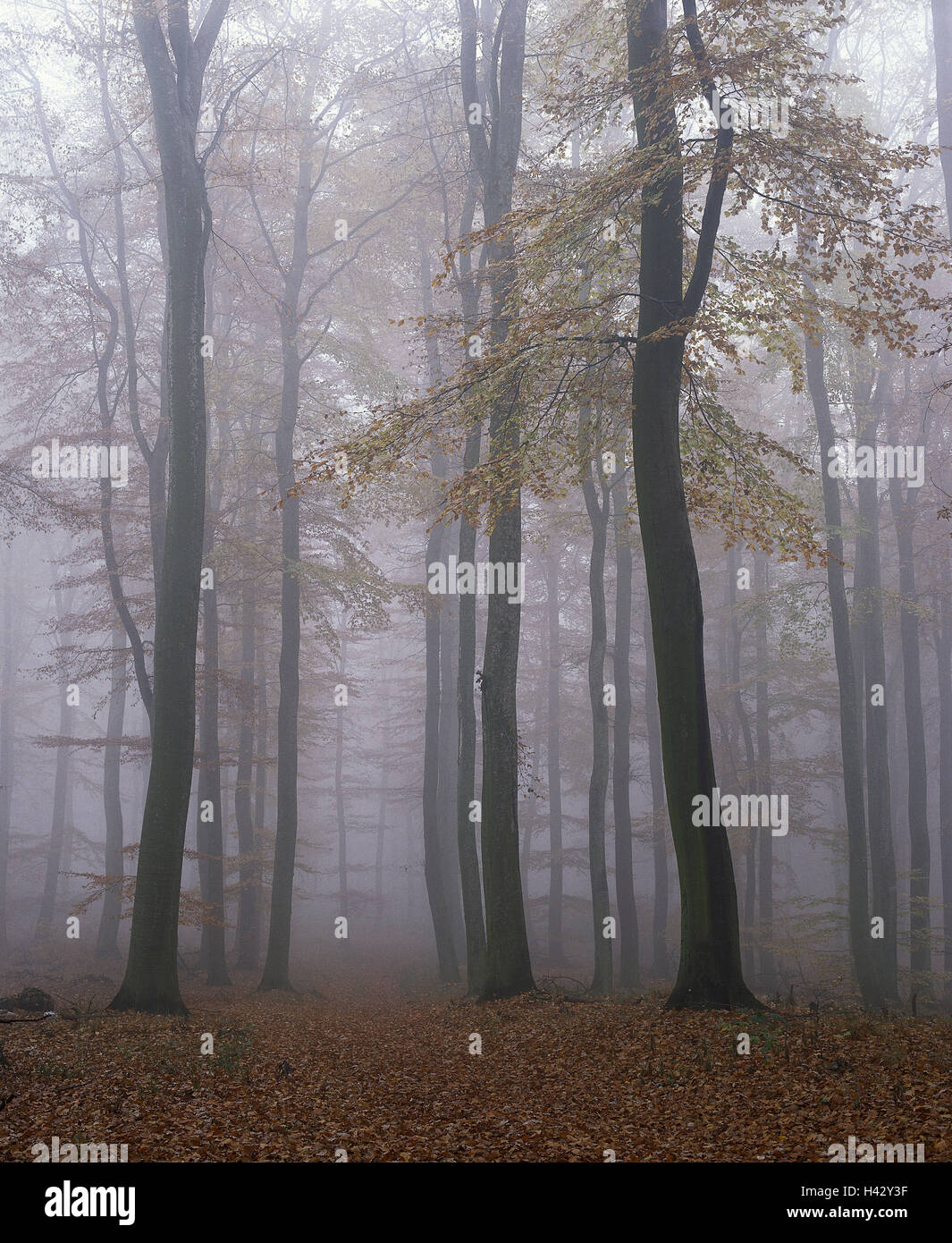 Beech forest and benches hi-res stock photography and images - Alamy