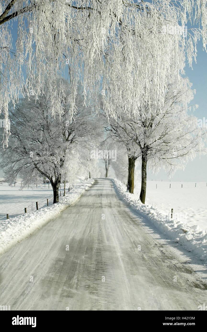 Street, Snowy country road, avenue, just, trees, season, winter, cold ...