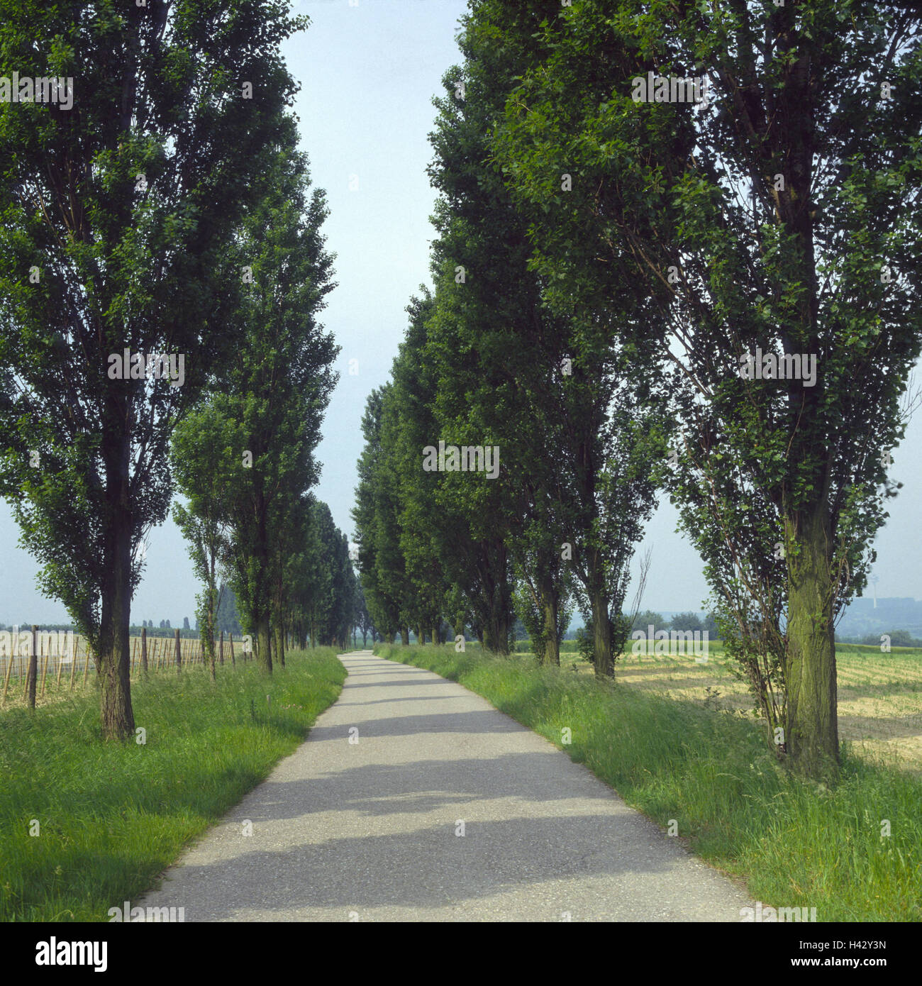 Field scenery, avenue, tree series, pyramid poplars, nature ...