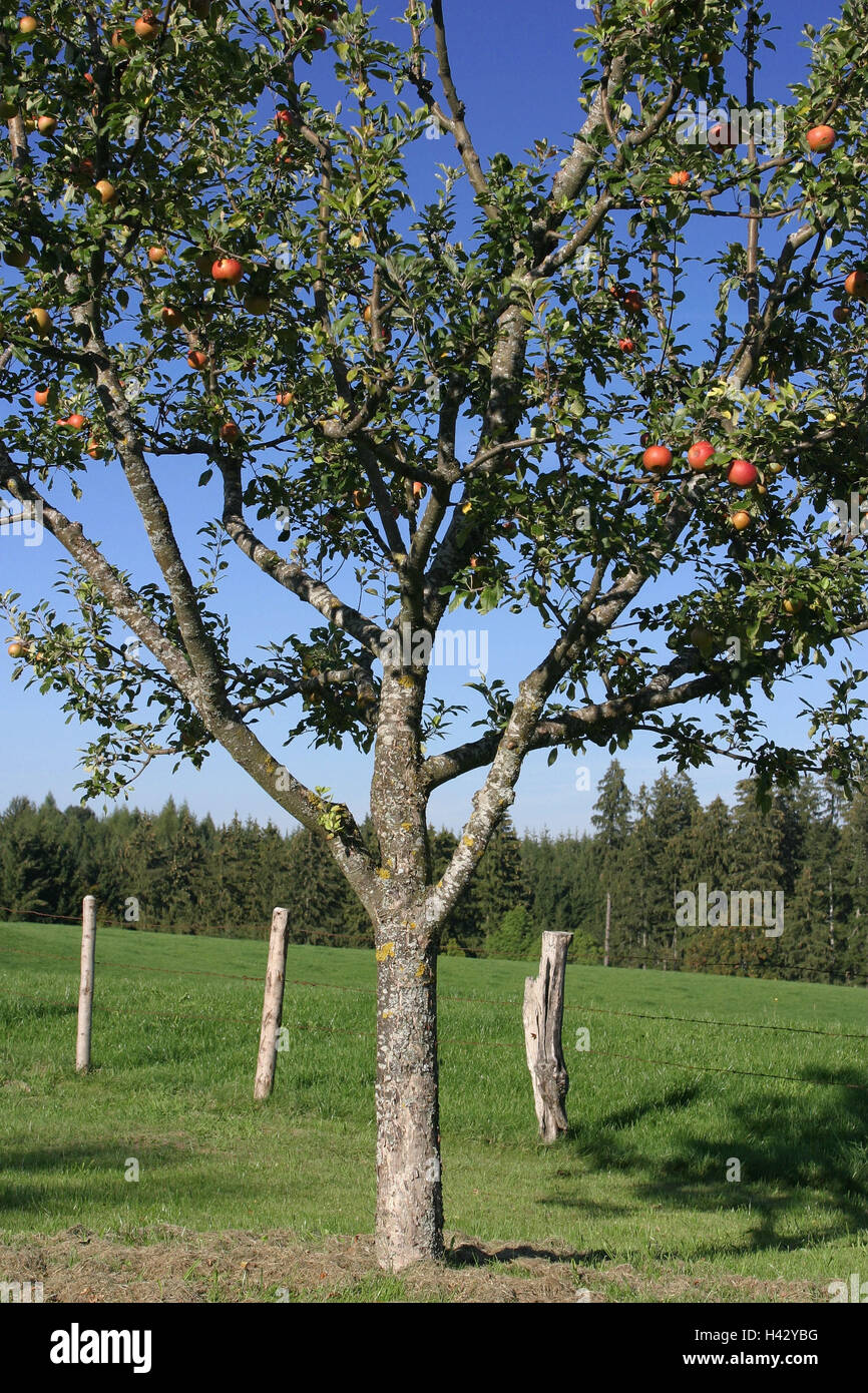 Apple-tree, Malus, meadow, fence tree, apples, fruits, fruit, fruit ...