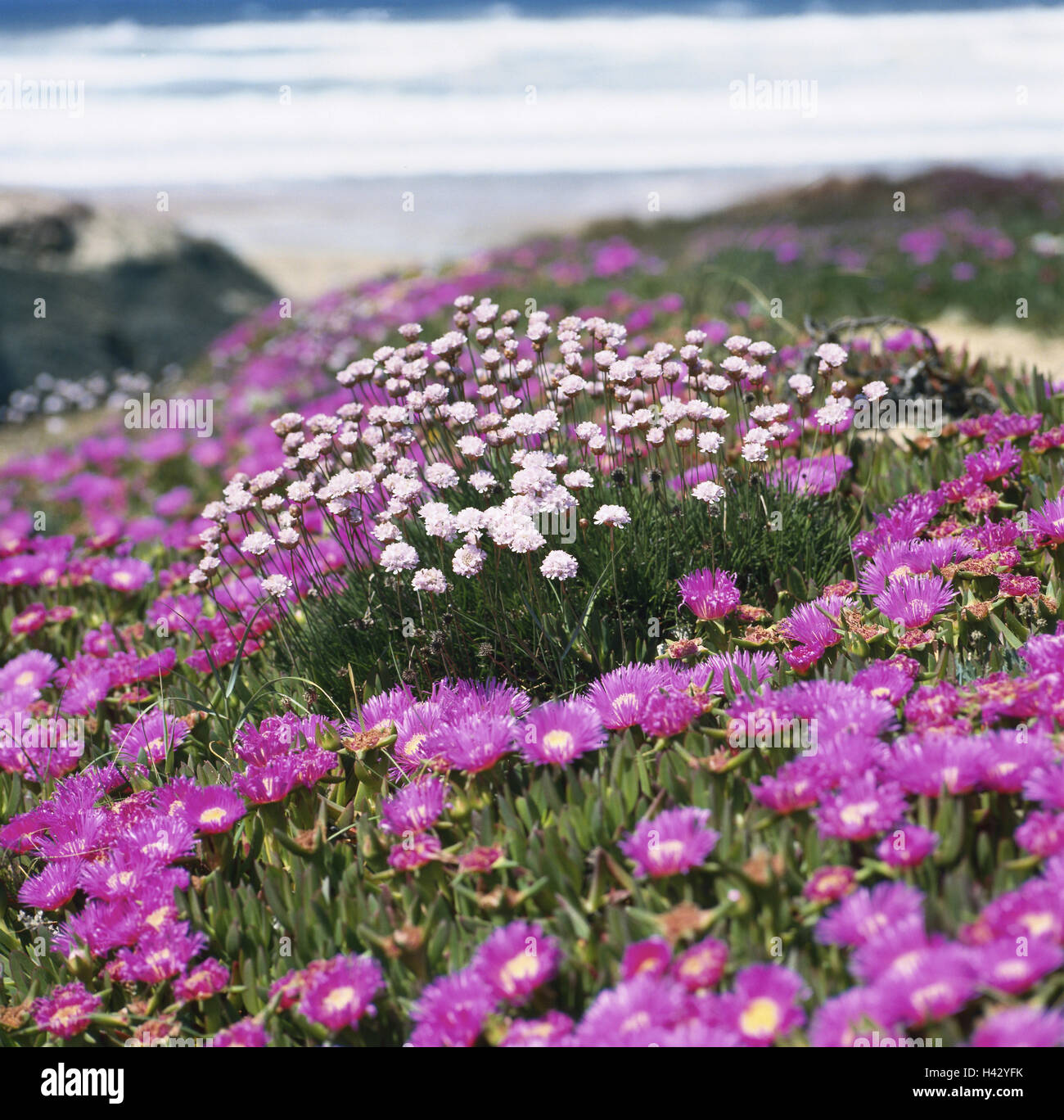 Algarve flowers hi-res stock photography and images - Alamy