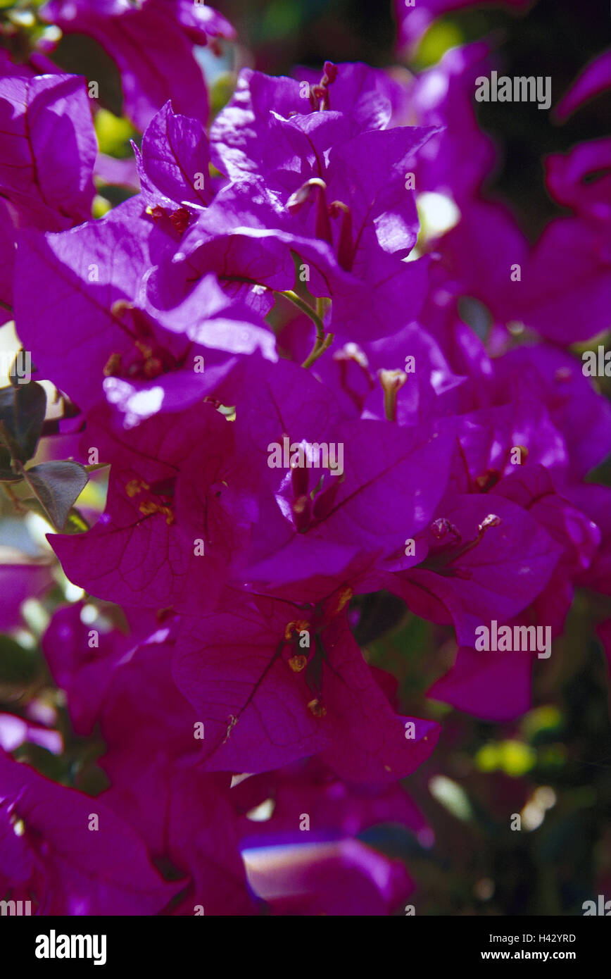 Bougainvillaea, detail, blossoms sore flower plants, plant, flower ...
