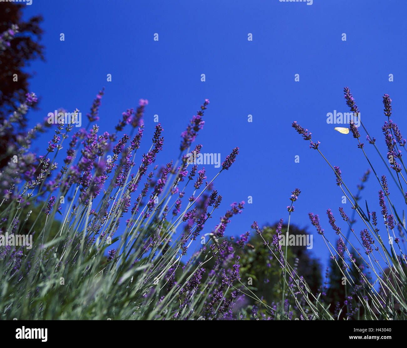 Lavender field, Lavandula spec., detail, butterfly, Europe, Switzerland ...