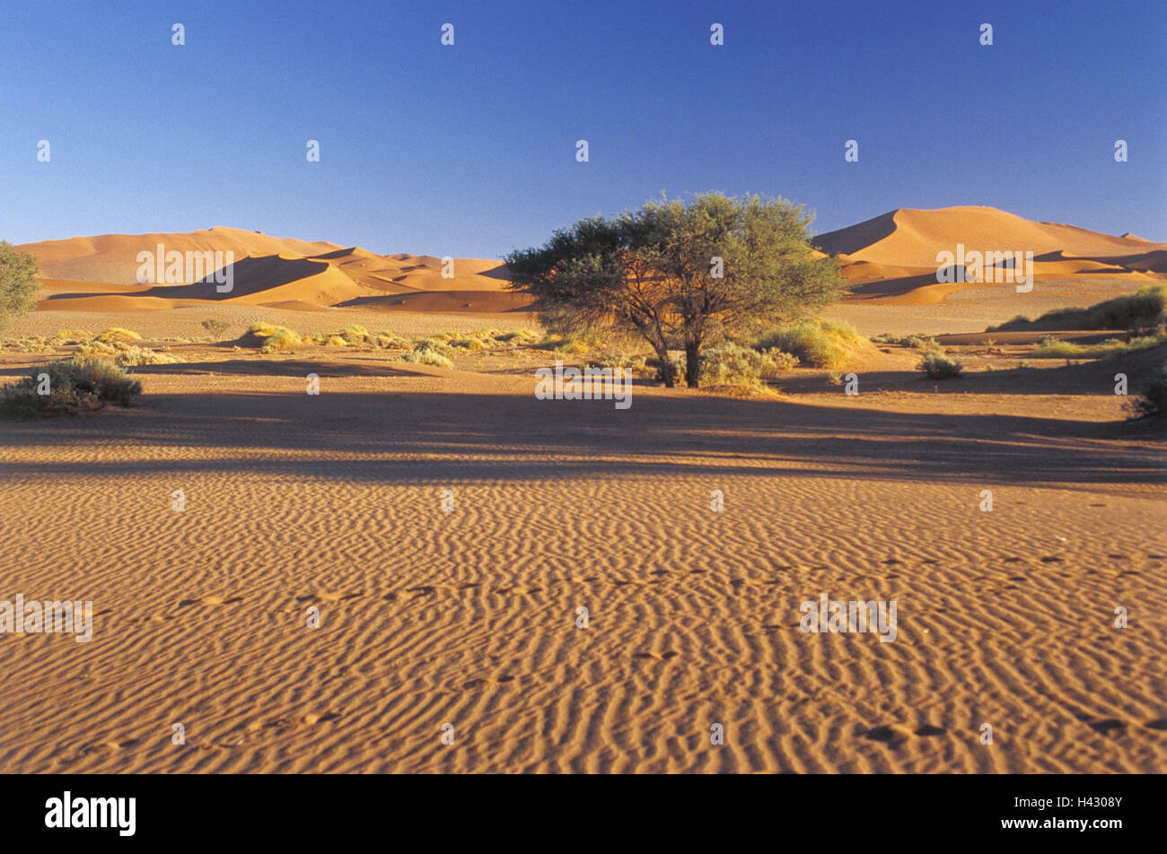 Namibia, desert Namib, Sossusvlei, scenery, tree, South-West, Africa ...