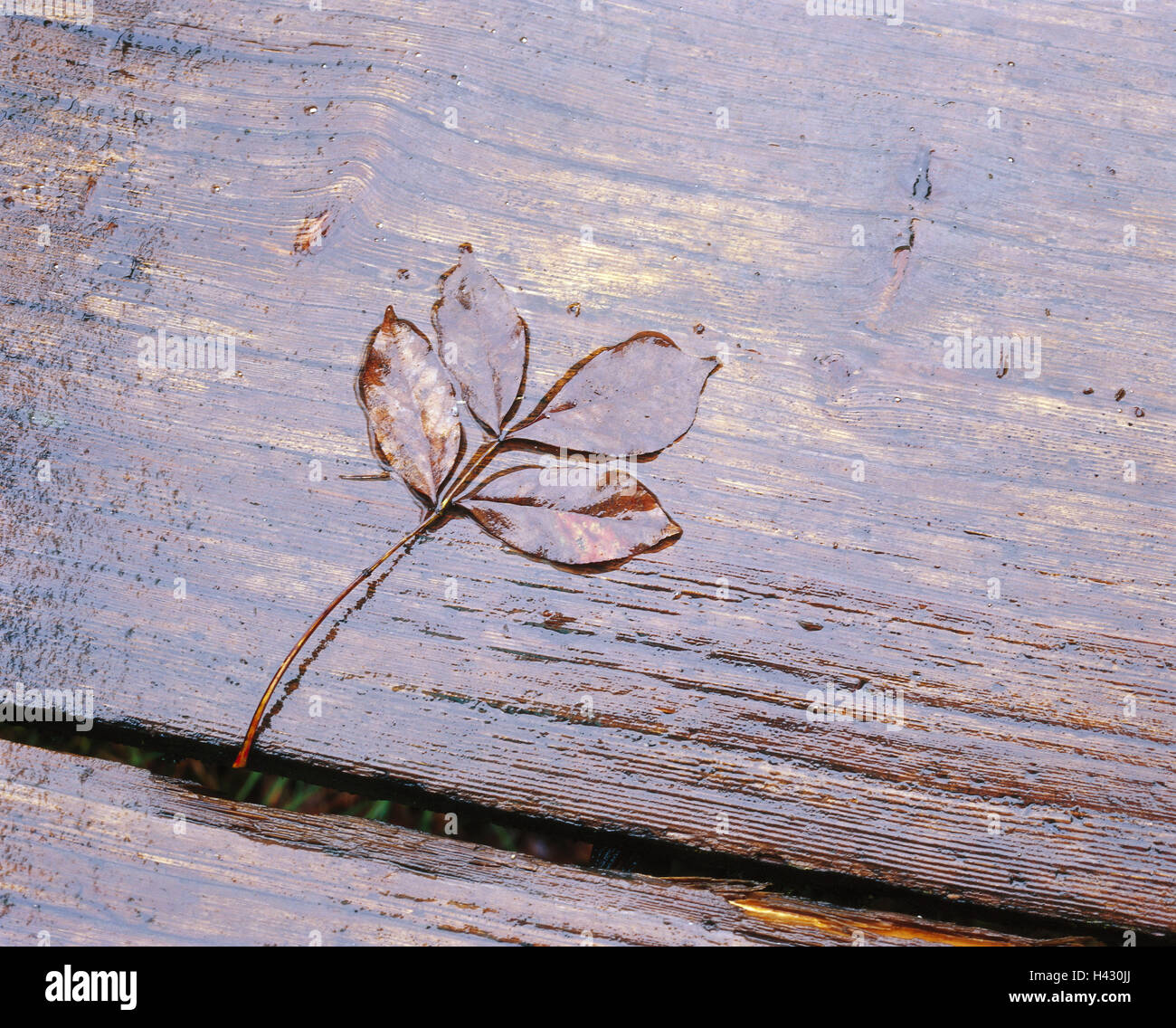 Springboard, autumn foliage, wet, wooden springboard, foliage, leaves ...