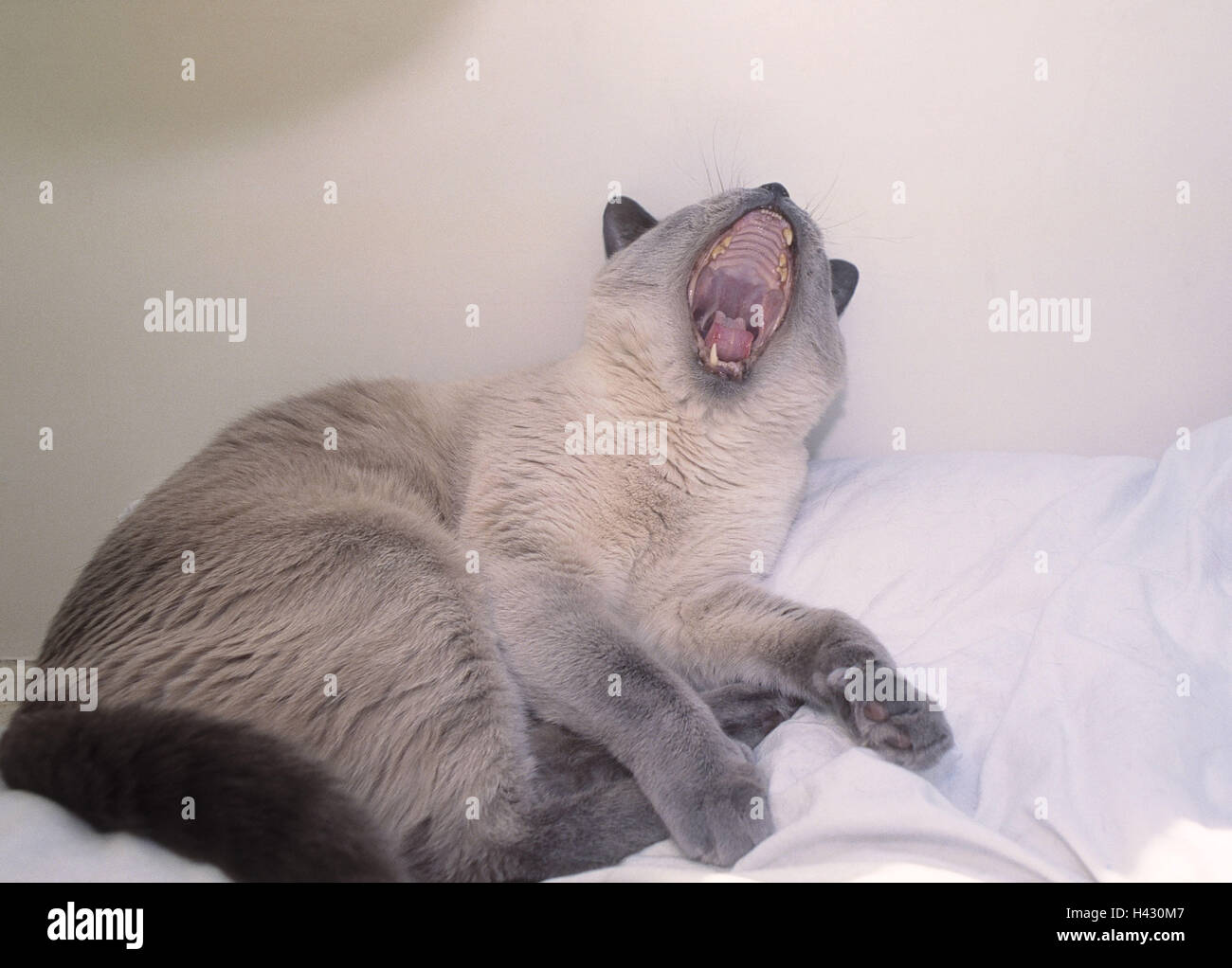 Bed, Siam cat, yawn, animals, mammals, pets, pet, cats, cat, Felidae ...