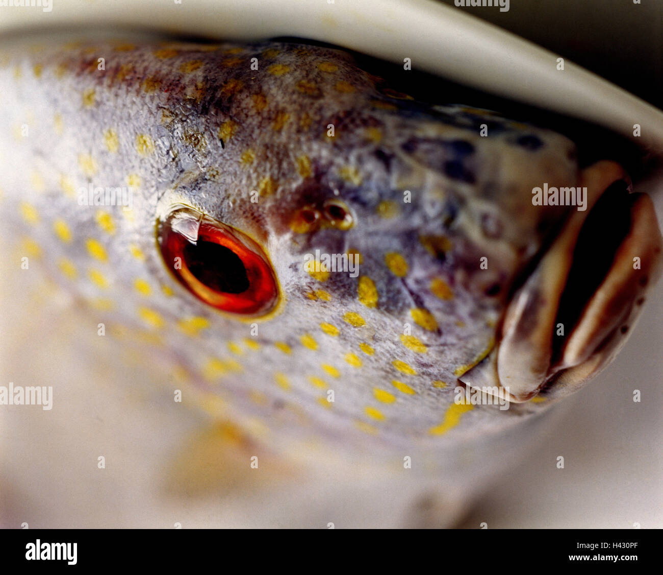 Plate, food fish, Snapper, detail, fish dish, fish, raw, saltwater fish ...