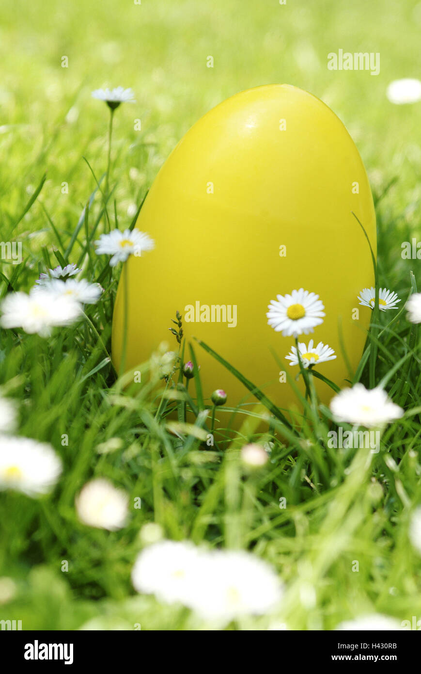 Meadow, daisy, Easter egg, yellow,, Season, spring, spring, grass ...