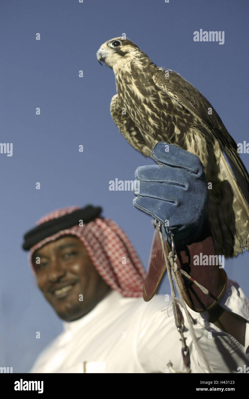 Man, occupation, falconer, arm, bird prey Arabian peninsula, United ...