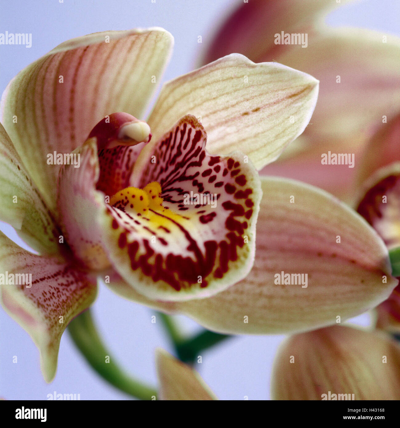 Cymbidium spec hi-res stock photography and images - Alamy