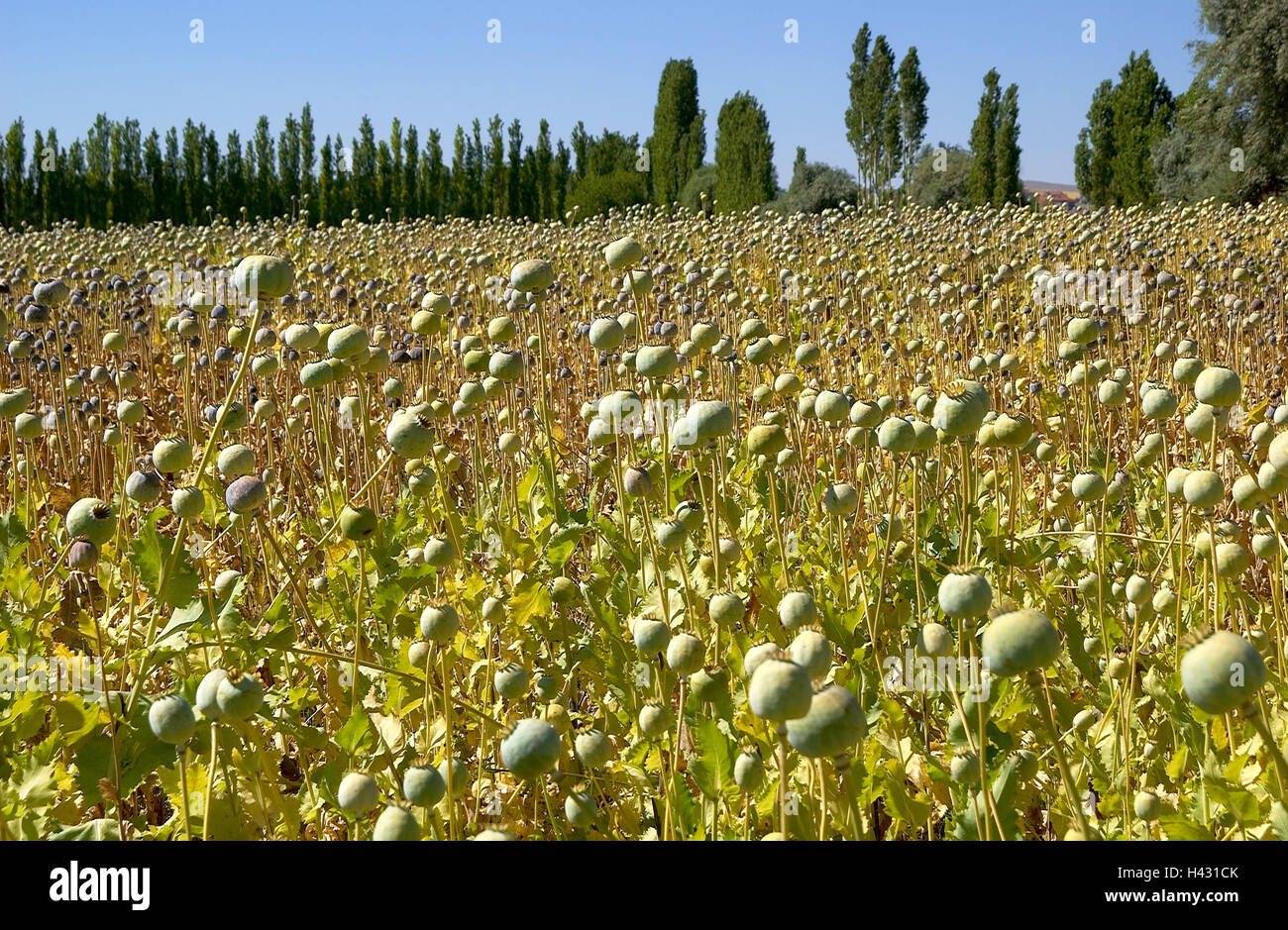 Turkey, Afyon, field, cultivation, poppy seed, south east, Europe ...