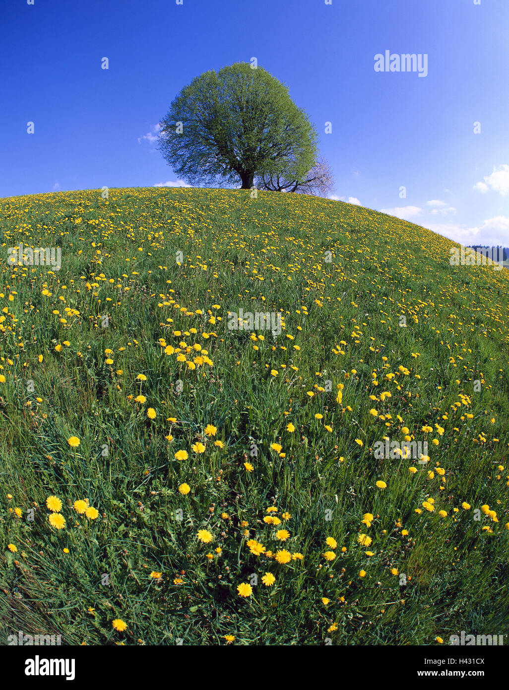 Dandelion meadow, broad-leaved tree, shrub, blossom, spring, spring ...