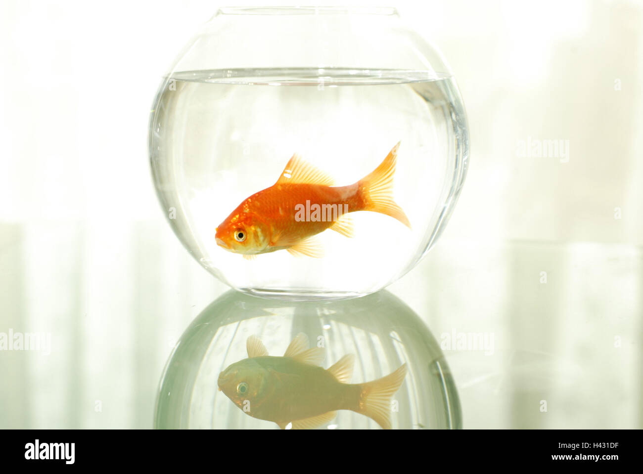 Goldfish, Carassius auratus auratus, goldfish glass Aquaristik ...