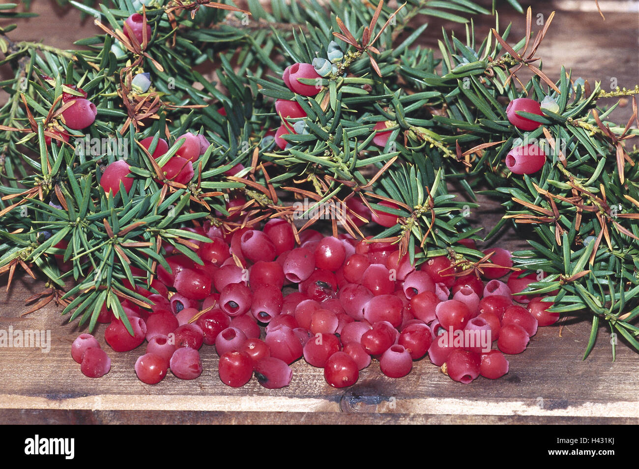 Yew, Taxus baccata, detail, fruits, plant, coniferous wood, berry yew ...