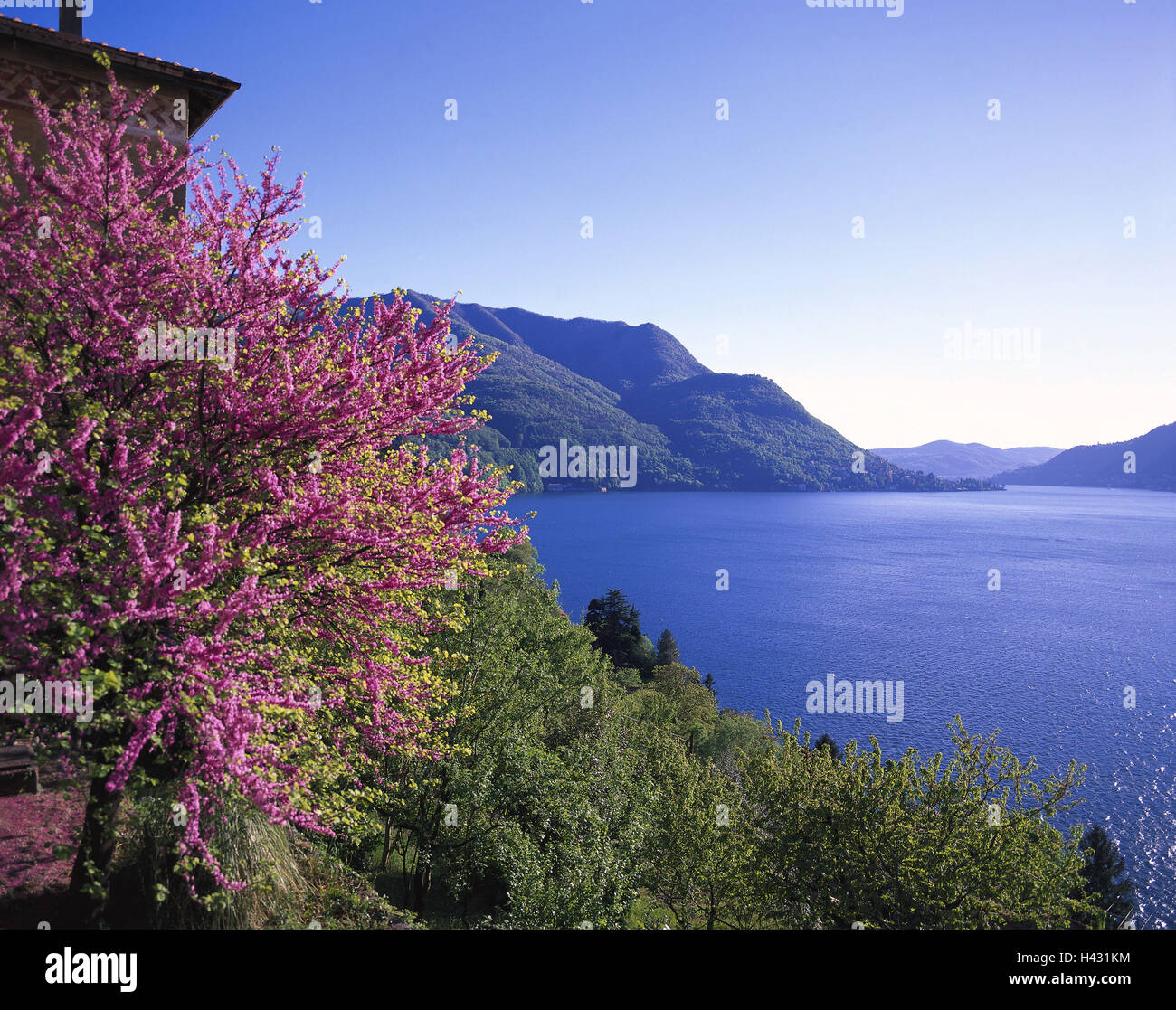 Italy, Lake Como, coastal scenery, eastern side, vegetation, Judas tree ...